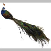 Artificial Peacock | Floral Supply